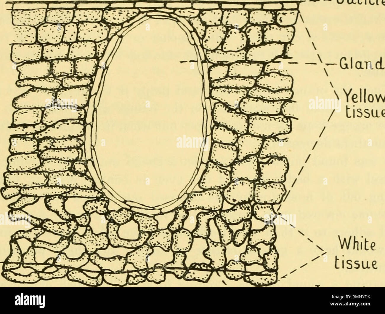 Underlying skin tissue hi-res stock photography and images - Alamy