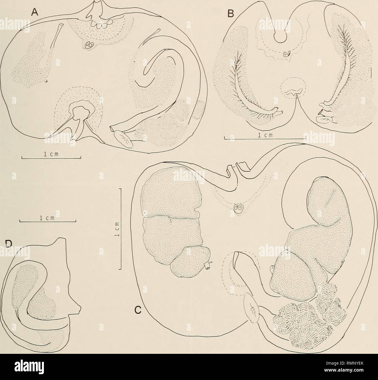 . Annals of the South African Museum = Annale van die Suid-Afrikaanse ...
