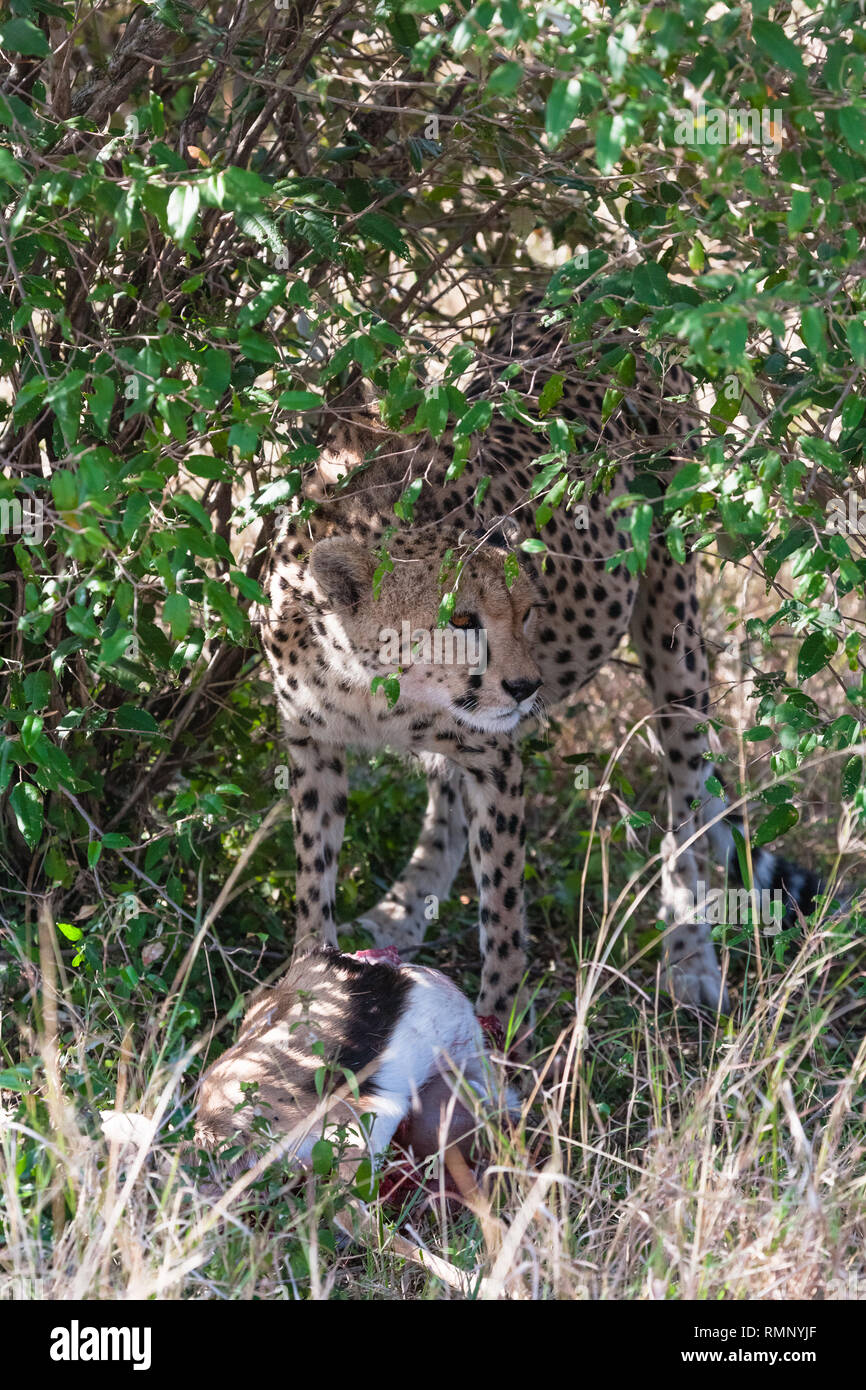 Cheetah chasing prey hi-res stock photography and images - Alamy