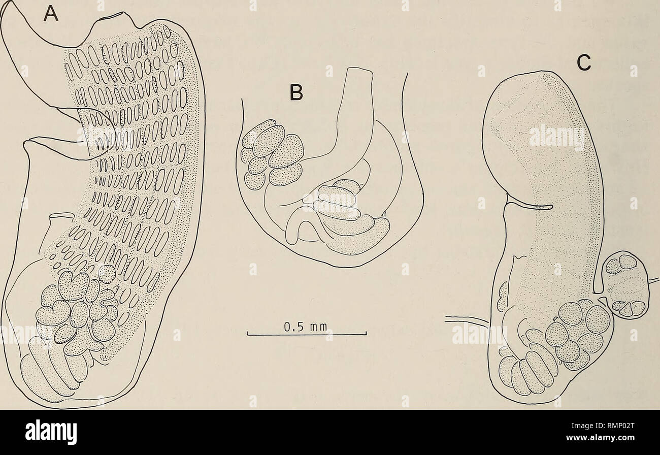 Magnicoecus hi-res stock photography and images - Alamy