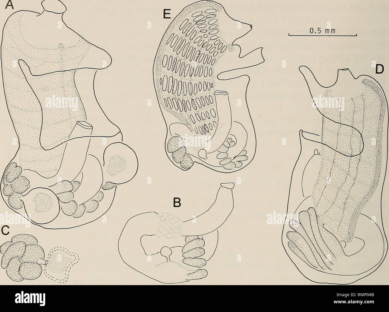 . Annals of the South African Museum = Annale van die Suid-Afrikaanse ...