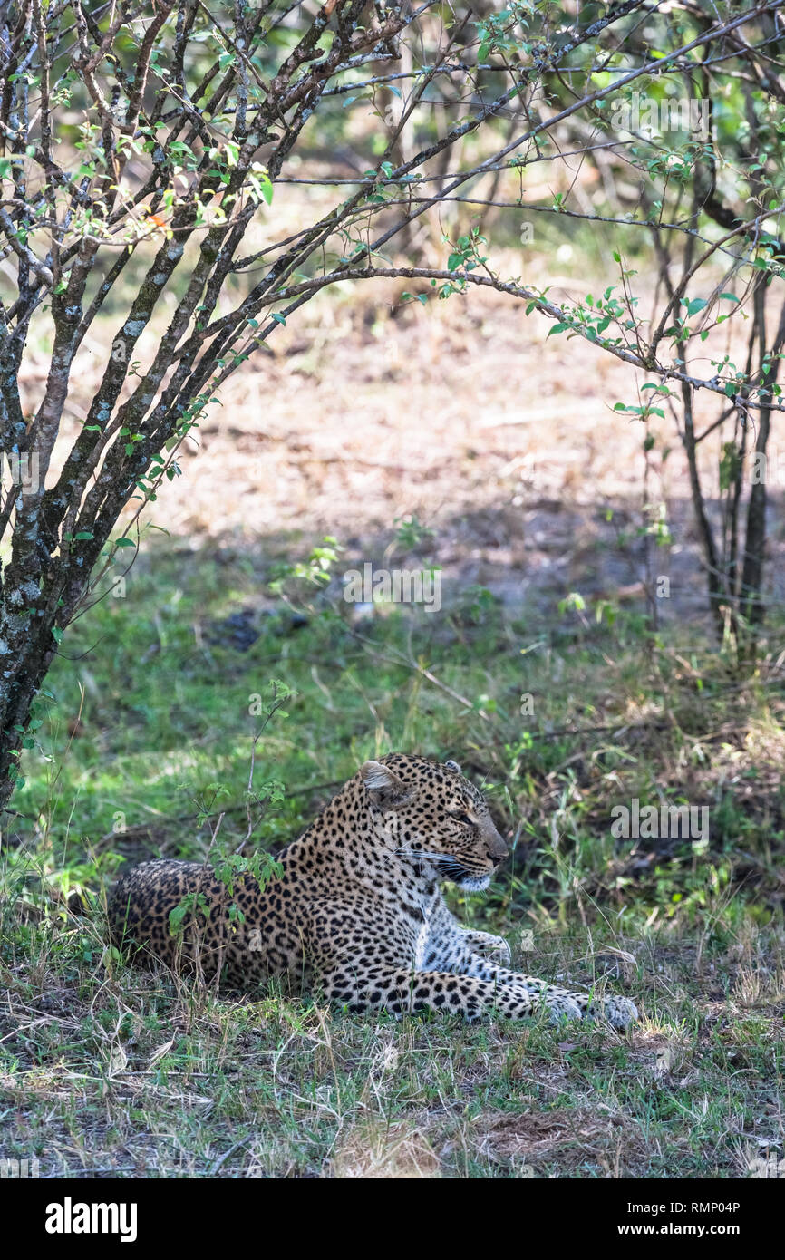 Leopard resting in the shade of a tree close up. Kenya, Africa Stock ...