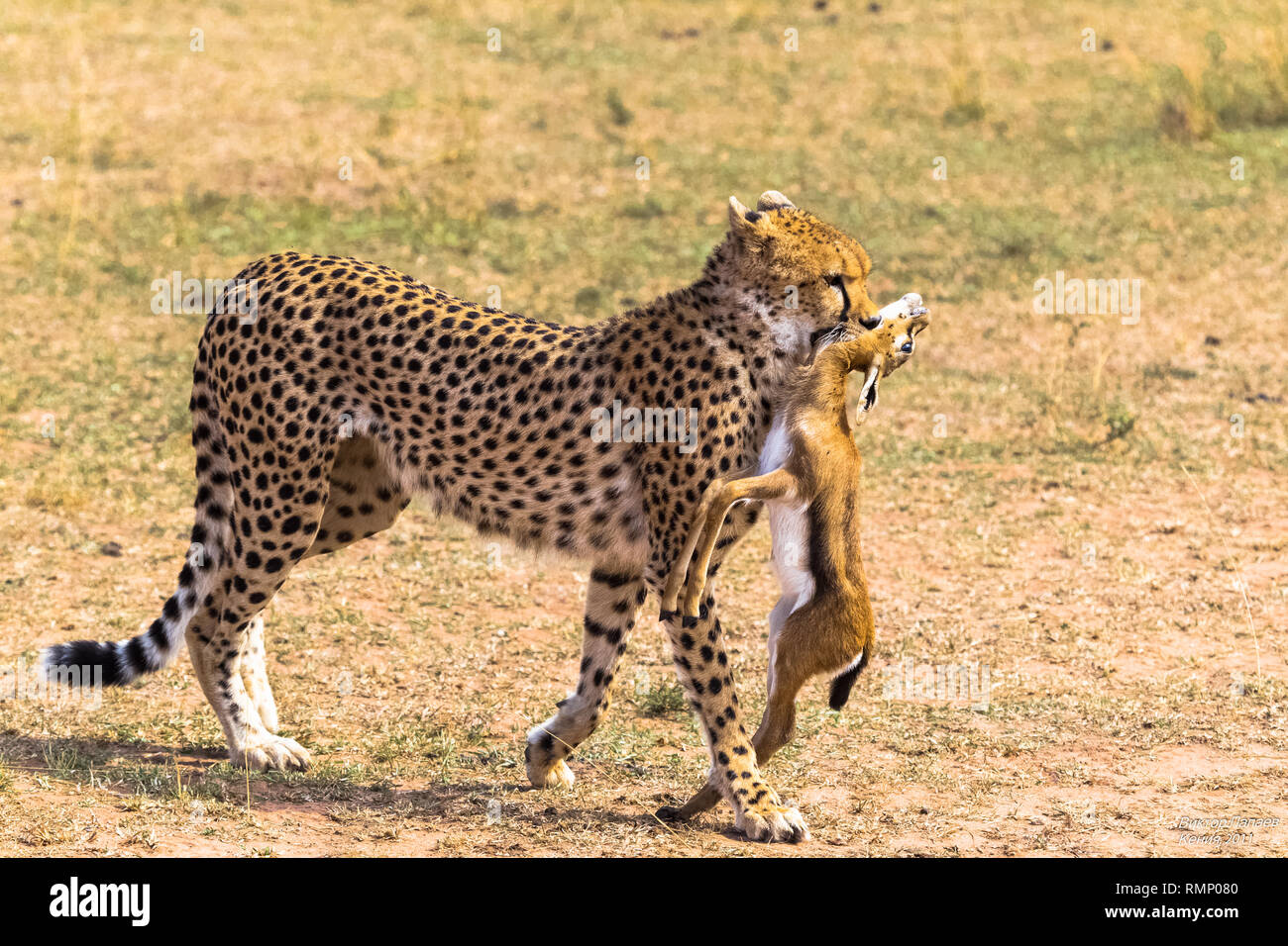 Cheetah Chasing Antelope High Resolution Stock Photography and Images ...