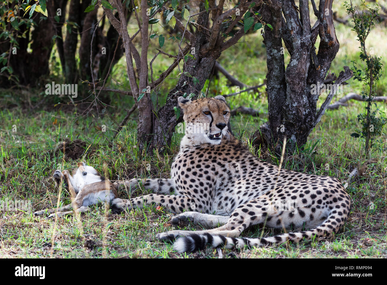 Cheetah running after prey hi-res stock photography and images - Alamy