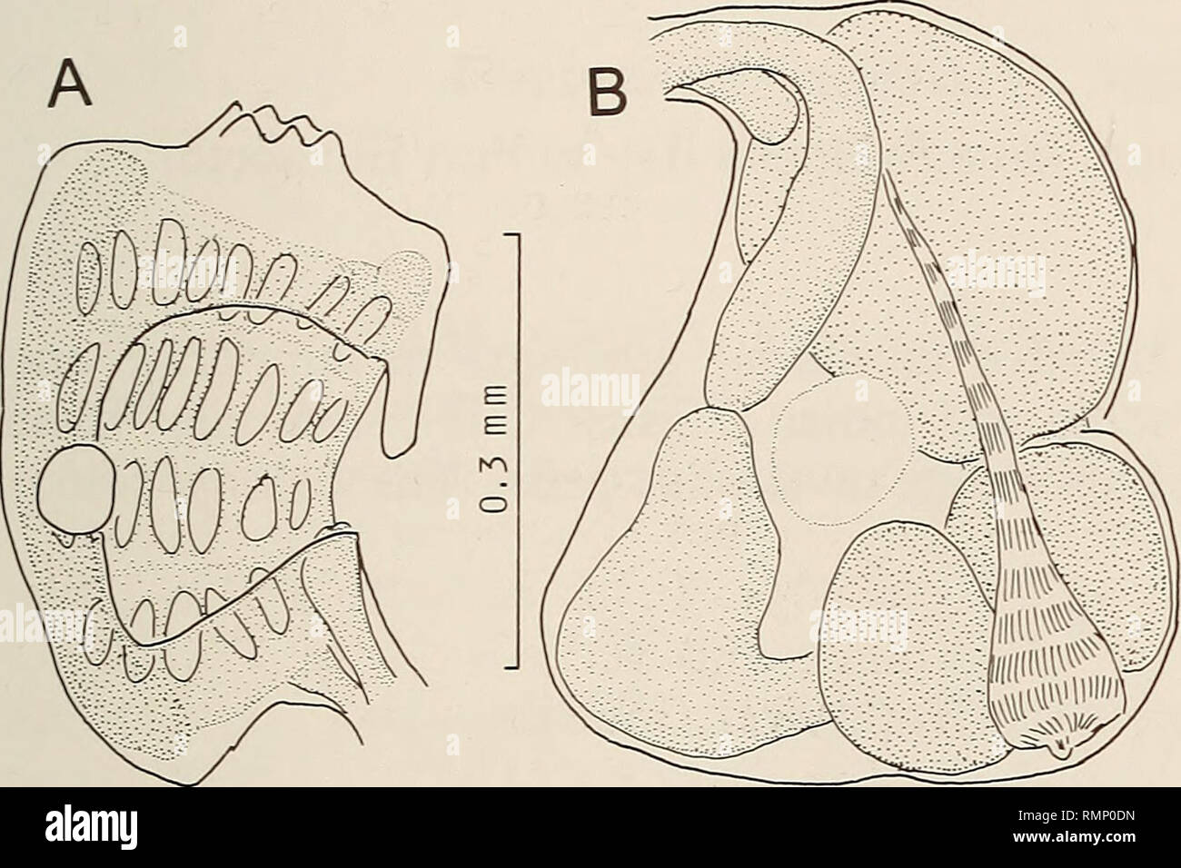 . Annals of the South African Museum = Annale van die Suid-Afrikaanse ...