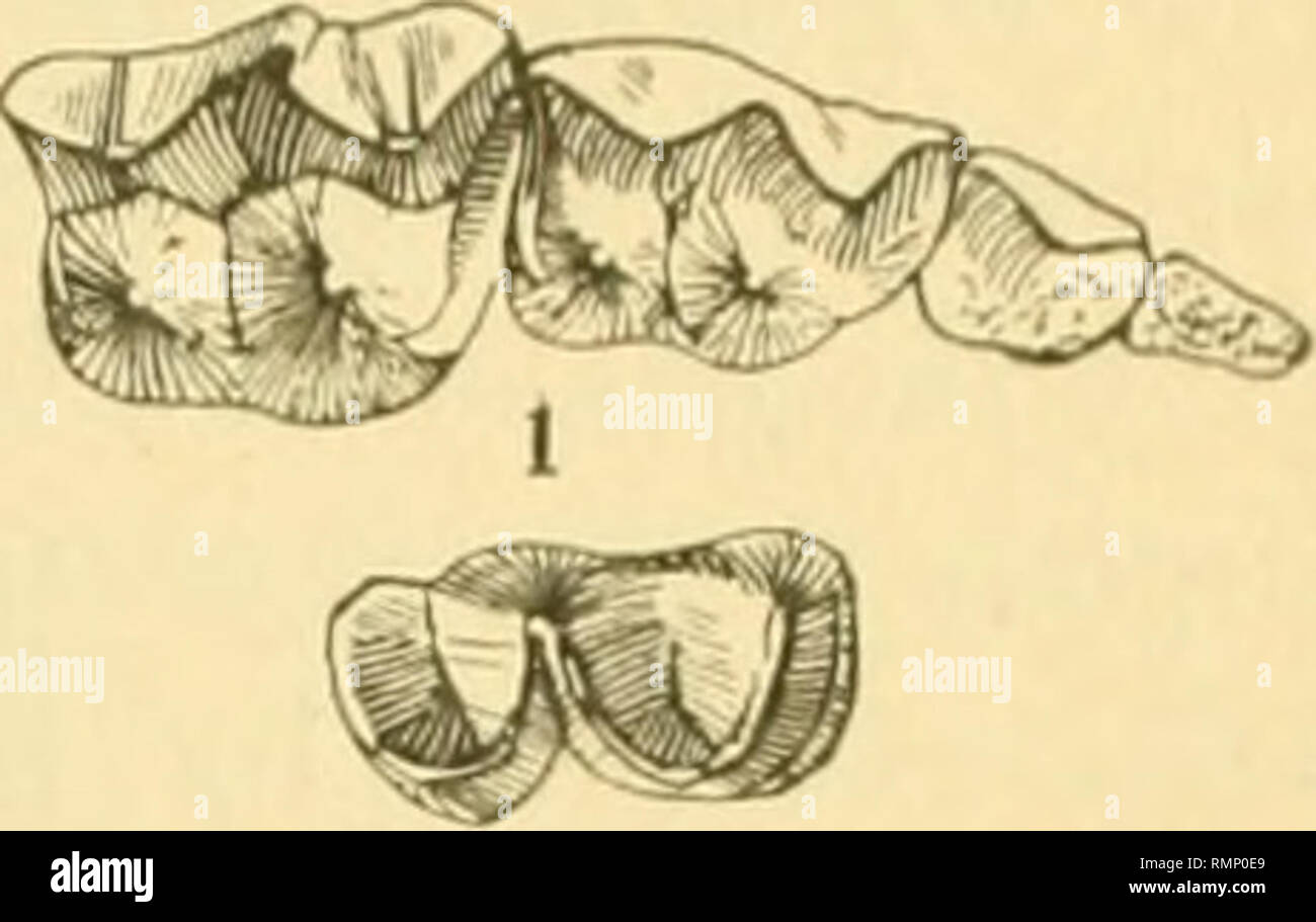 Titanothere High Resolution Stock Photography and Images - Alamy