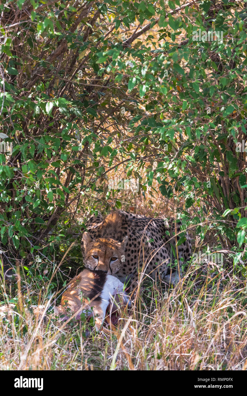 Cheetah eating antelope hi-res stock photography and images - Alamy