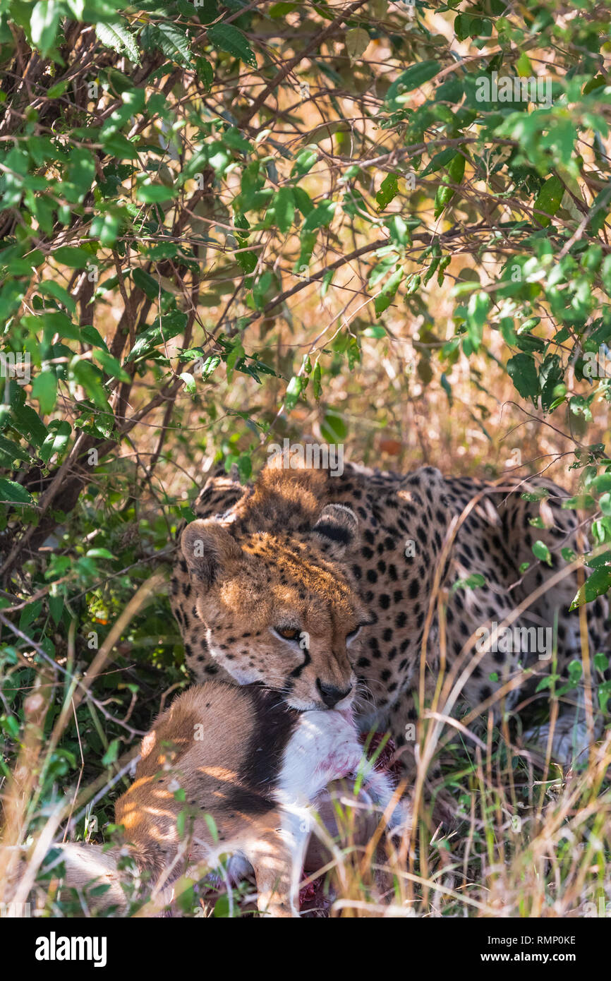 Cheetah chasing antelope hi-res stock photography and images - Alamy