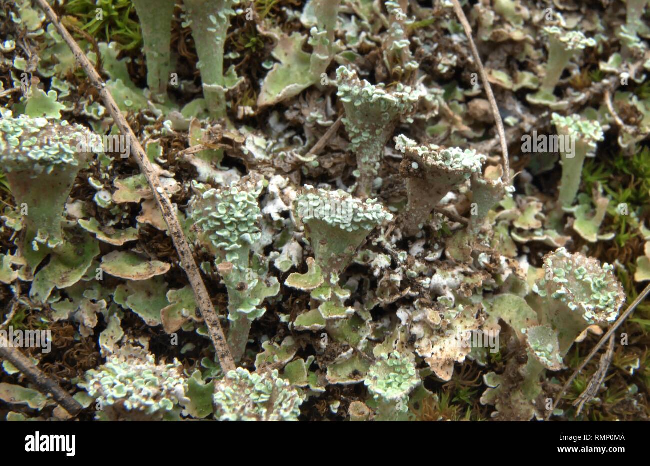 Isidia hi-res stock photography and images - Alamy