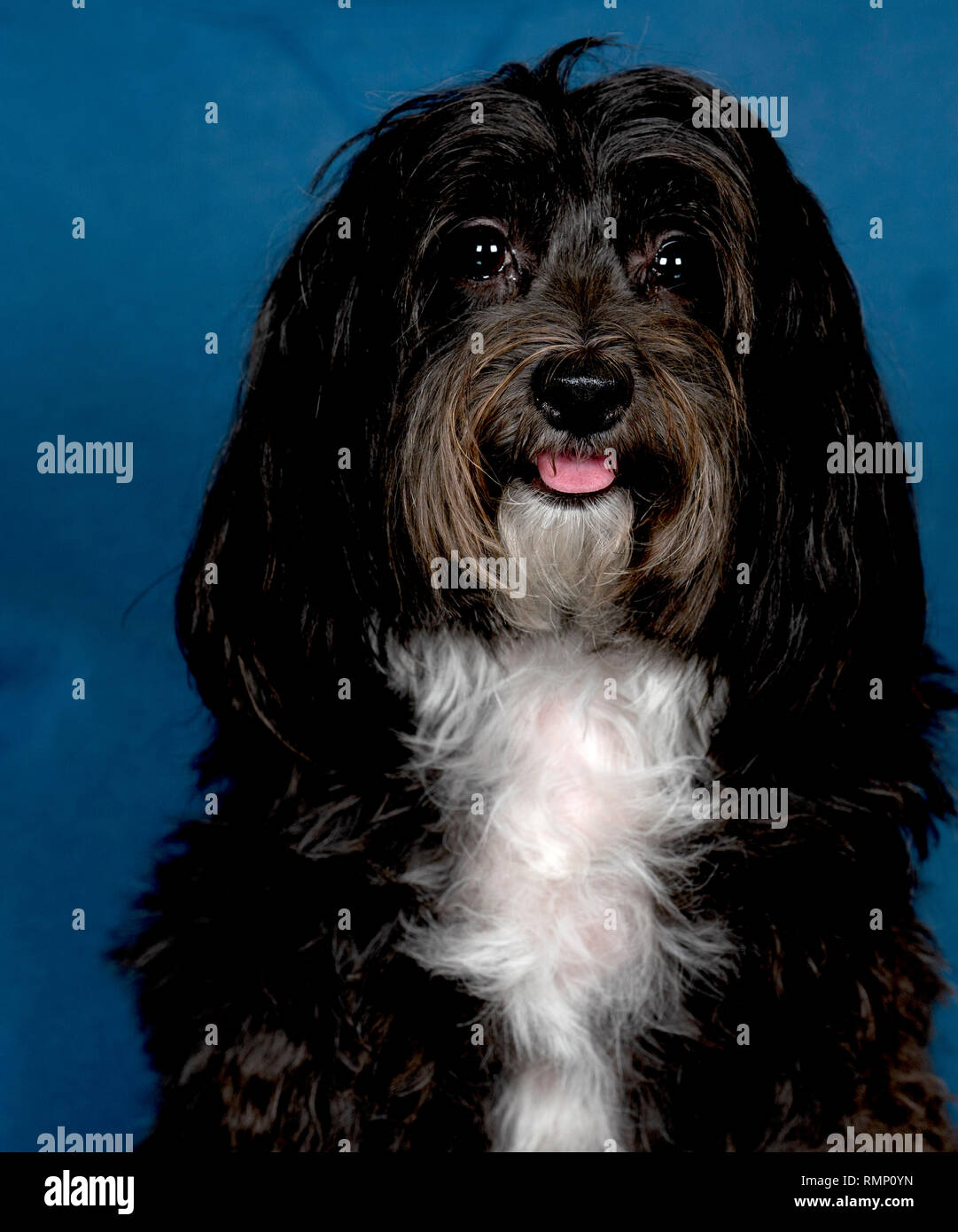 Roxie the dog hi-res stock photography and images - Alamy