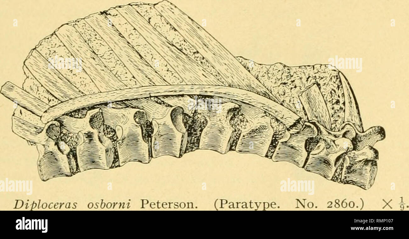 Titanothere High Resolution Stock Photography and Images - Alamy