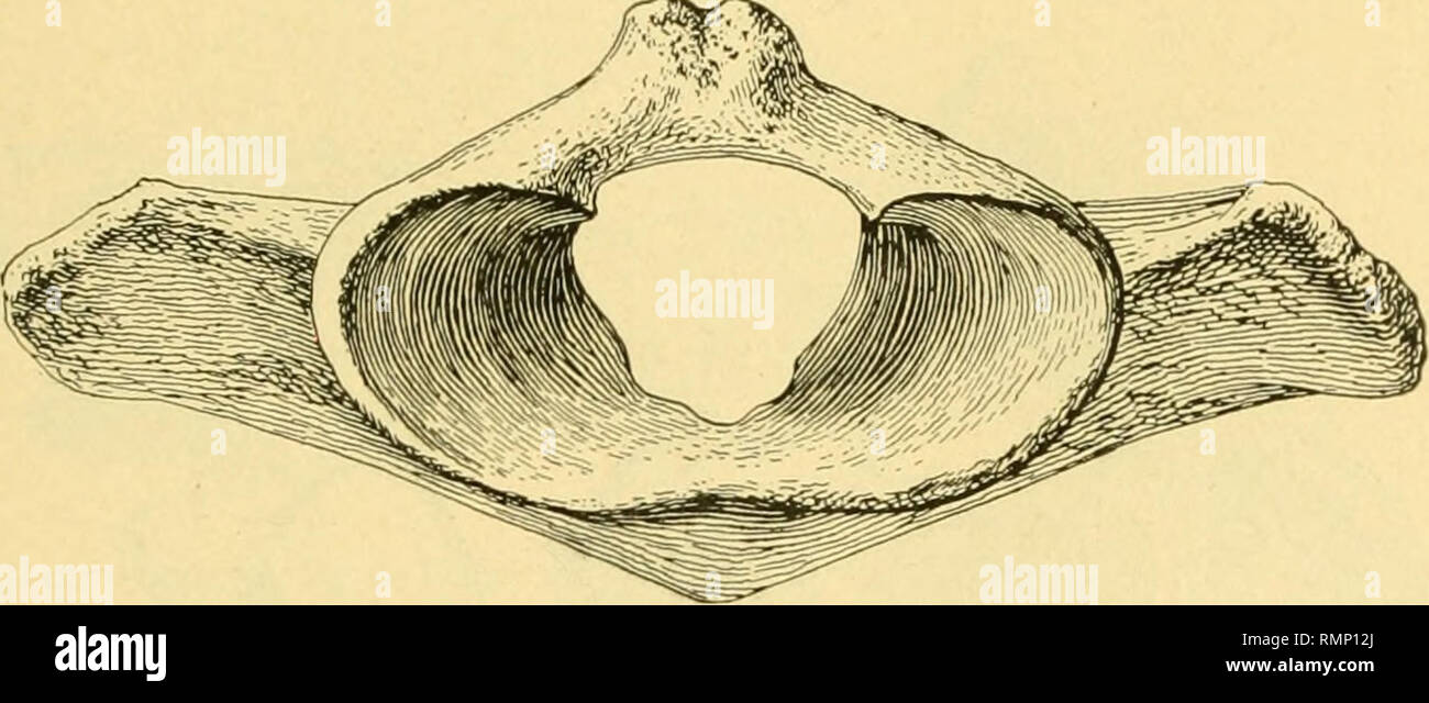 Titanothere High Resolution Stock Photography and Images - Alamy