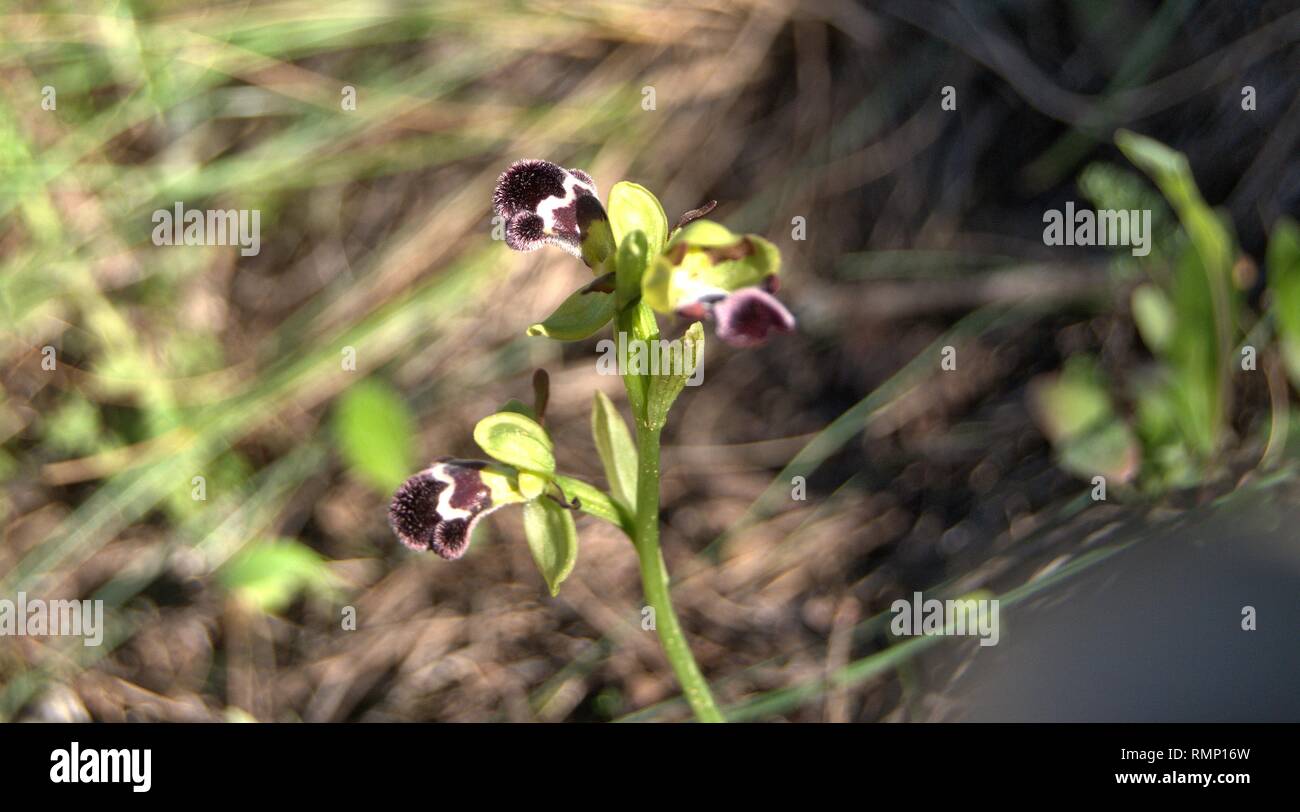 Ophrys omegaifera ophrys omegaifera hi-res stock photography and images ...