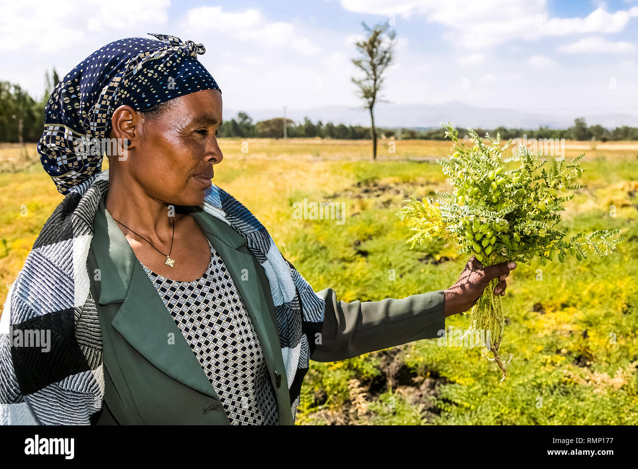 Addis Ababa, Ethiopia - January 30 2014: Female Chickpea farmer ...