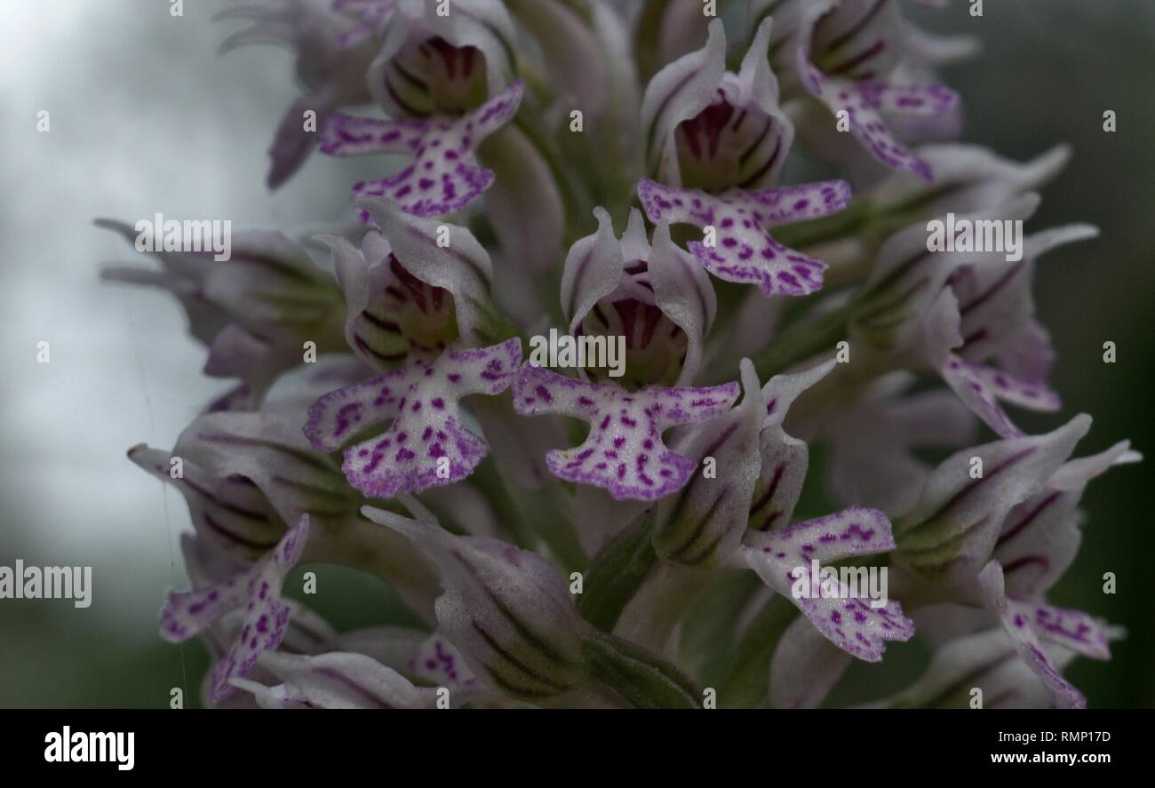 Neotinea tridentata hi-res stock photography and images - Alamy