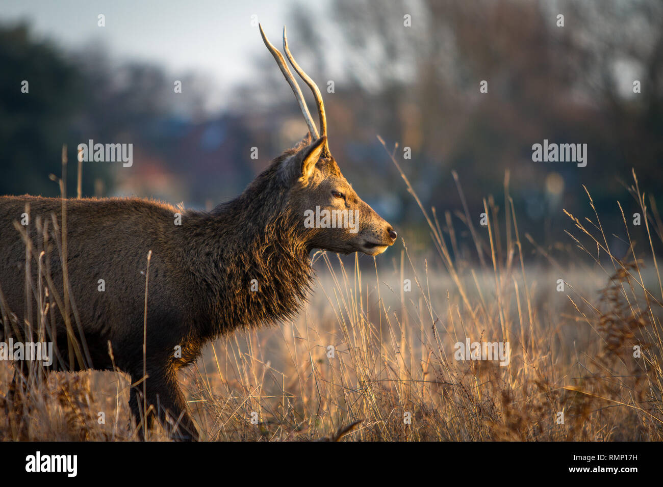 Young stag hi-res stock photography and images - Alamy