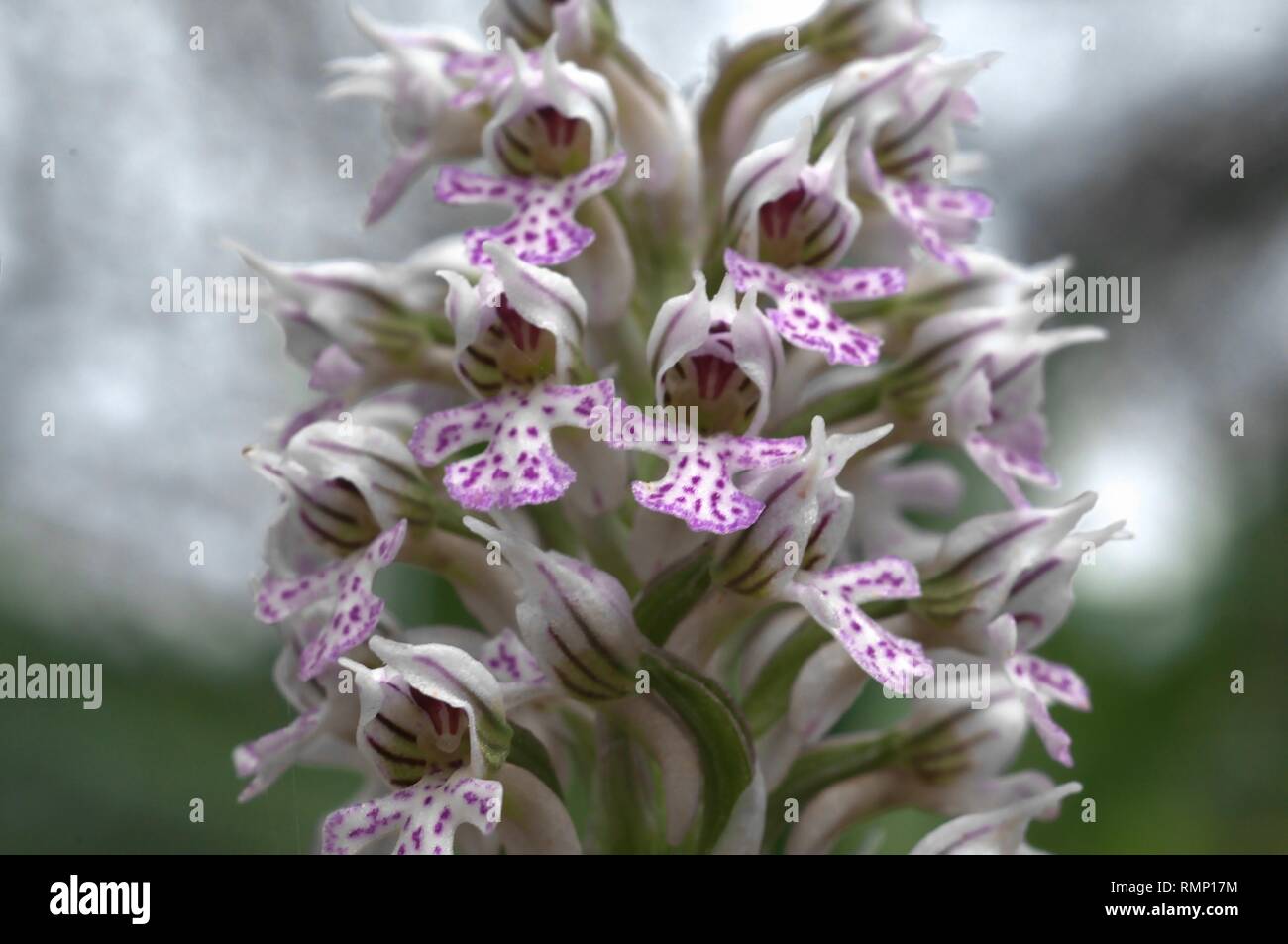 Neotinea tridentata hi-res stock photography and images - Alamy