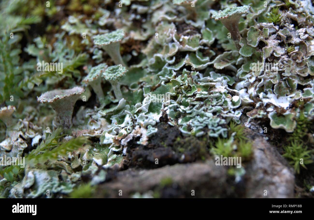 Primary thallus is foliose hi-res stock photography and images - Alamy