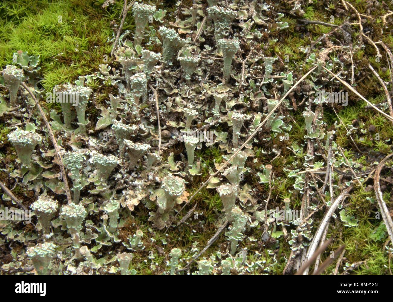 Primary thallus is foliose hi-res stock photography and images - Alamy