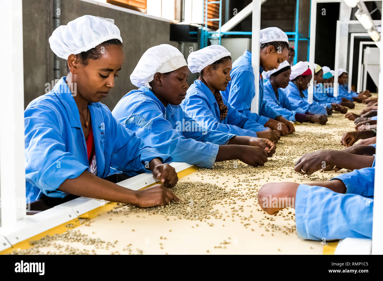Addis Ababa, Ethiopia - January 30 2014: Raw Coffee Bean sorting and ...