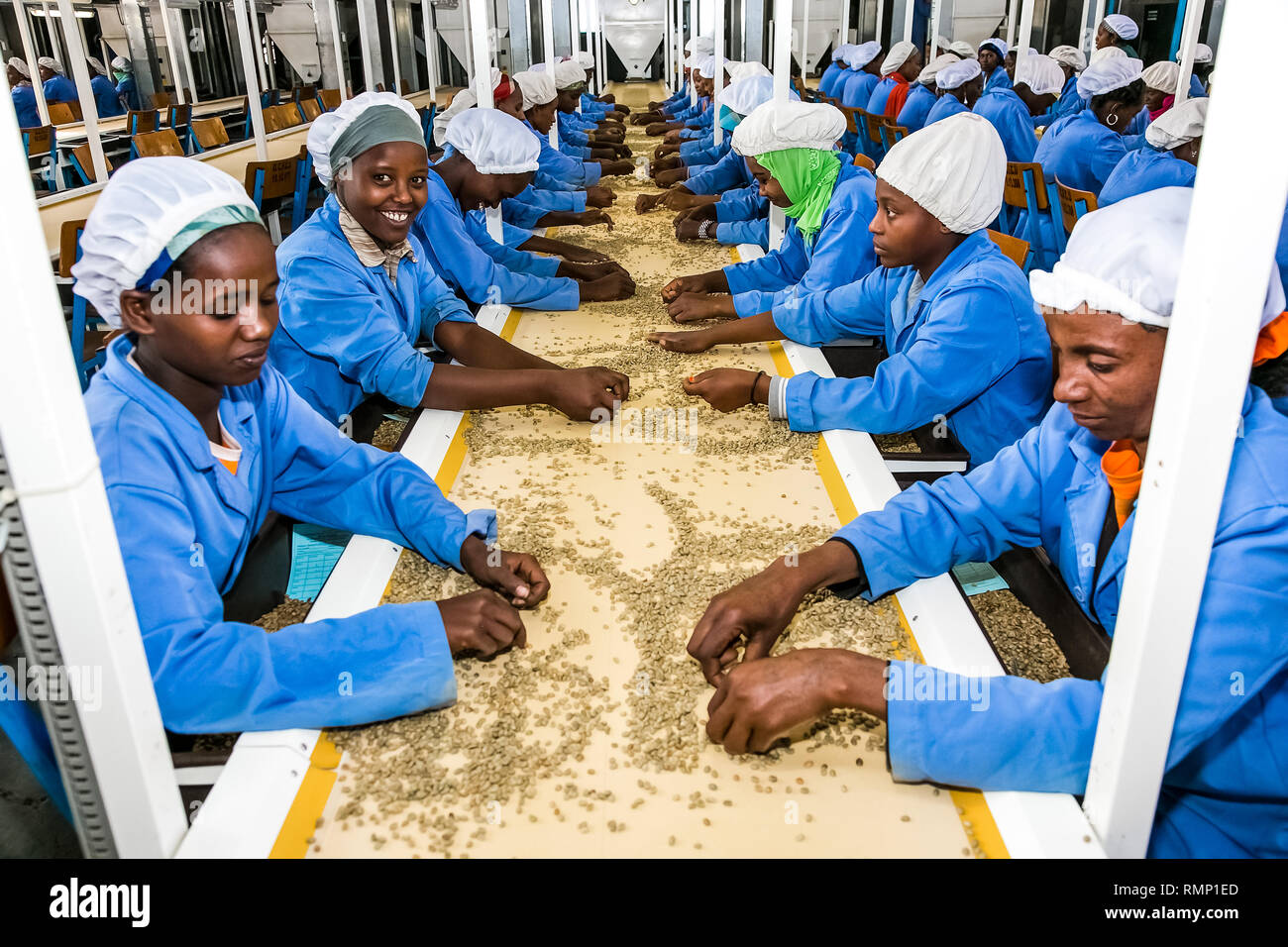 Addis Ababa, Ethiopia - January 30 2014: Raw Coffee Bean sorting and ...
