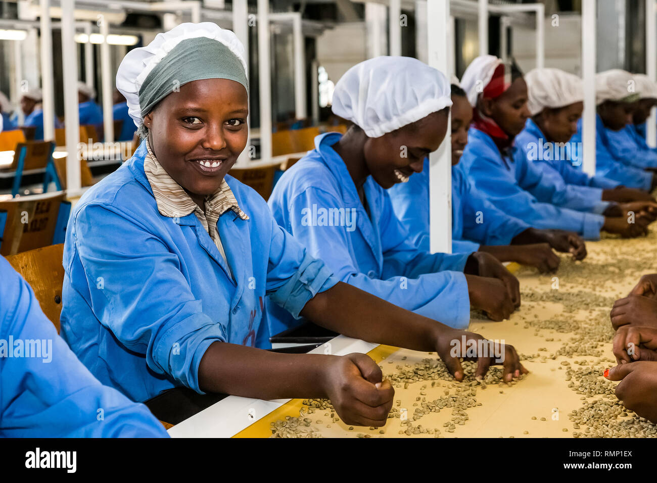 Addis Ababa, Ethiopia - January 30 2014: Raw Coffee Bean sorting and ...
