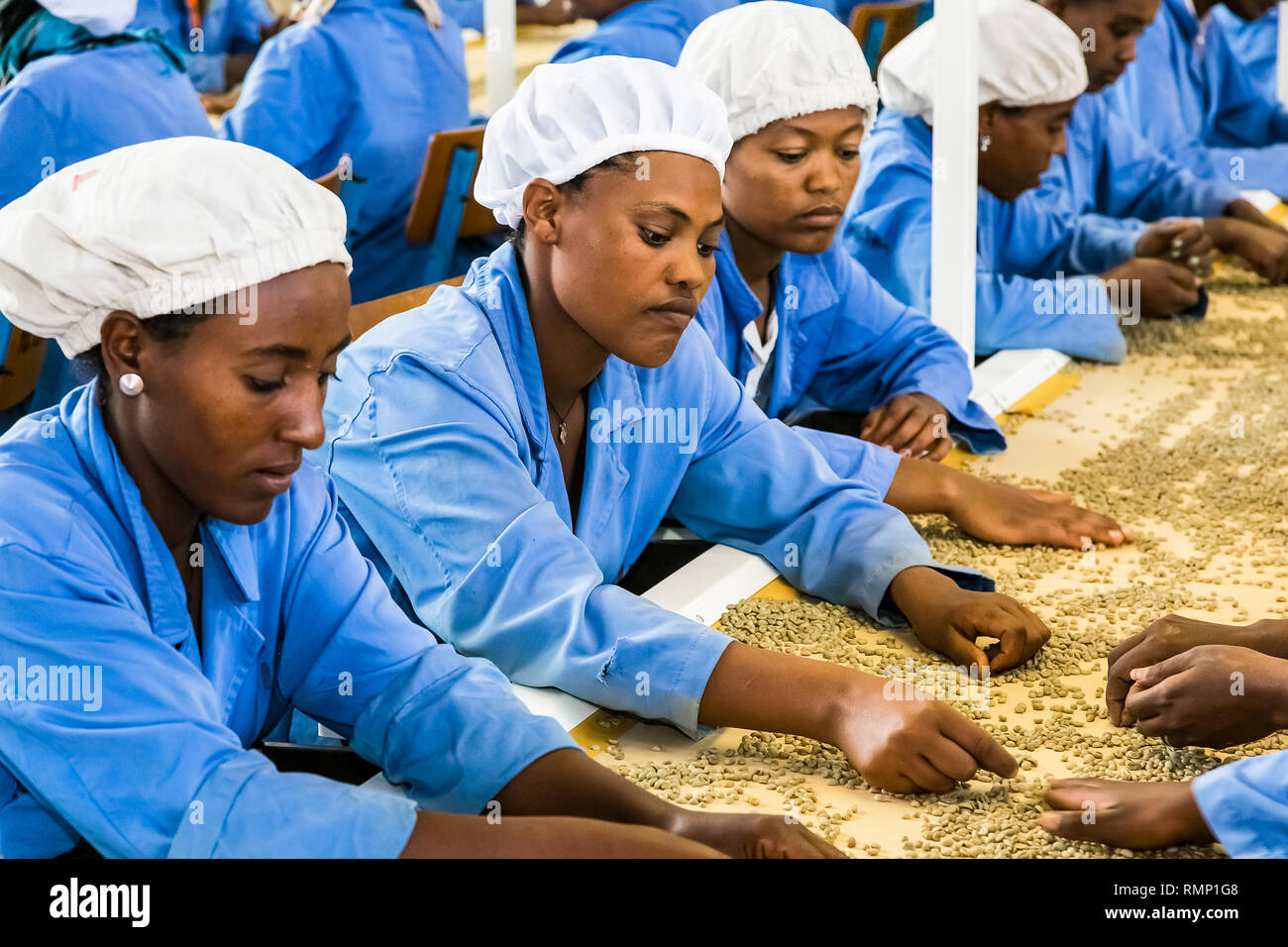 Addis Ababa, Ethiopia - January 30 2014: Raw Coffee Bean sorting and ...
