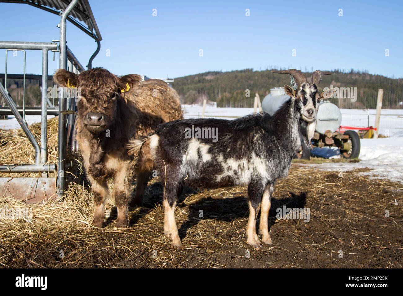 Domestic Cattle Bos High Resolution Stock Photography and Images - Alamy