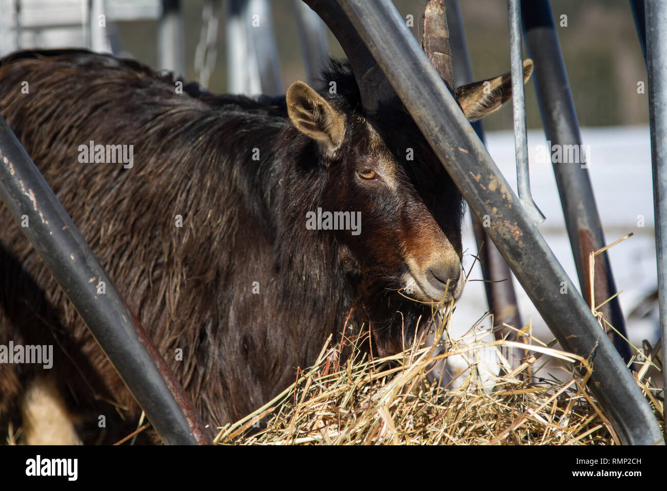 Domestic goat capra hircus male hi-res stock photography and images - Alamy