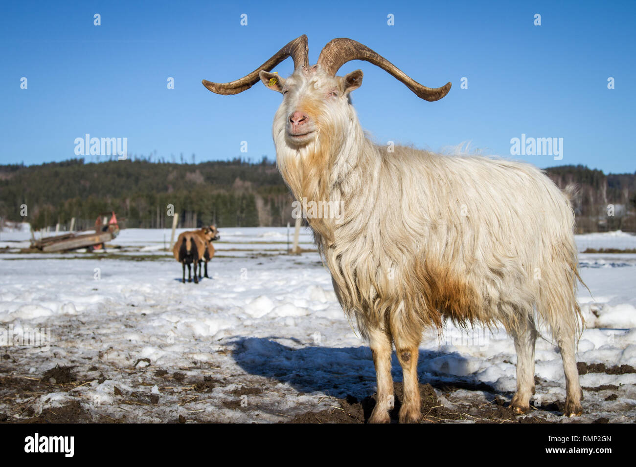 Domestic goat (Capra aegagrus hircus) in free range Stock Photo - Alamy