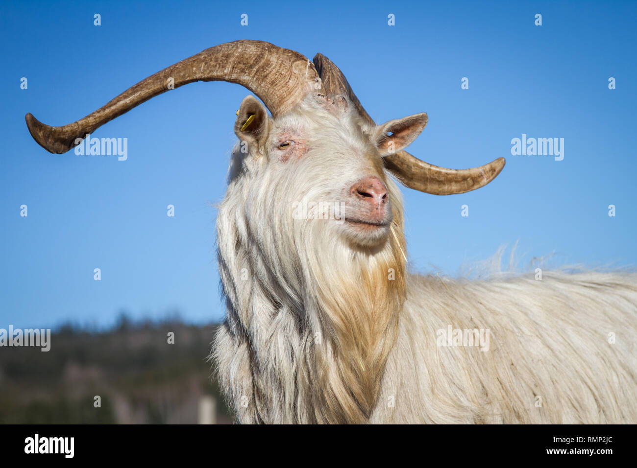 Domestic goat capra hircus male hi-res stock photography and images - Alamy