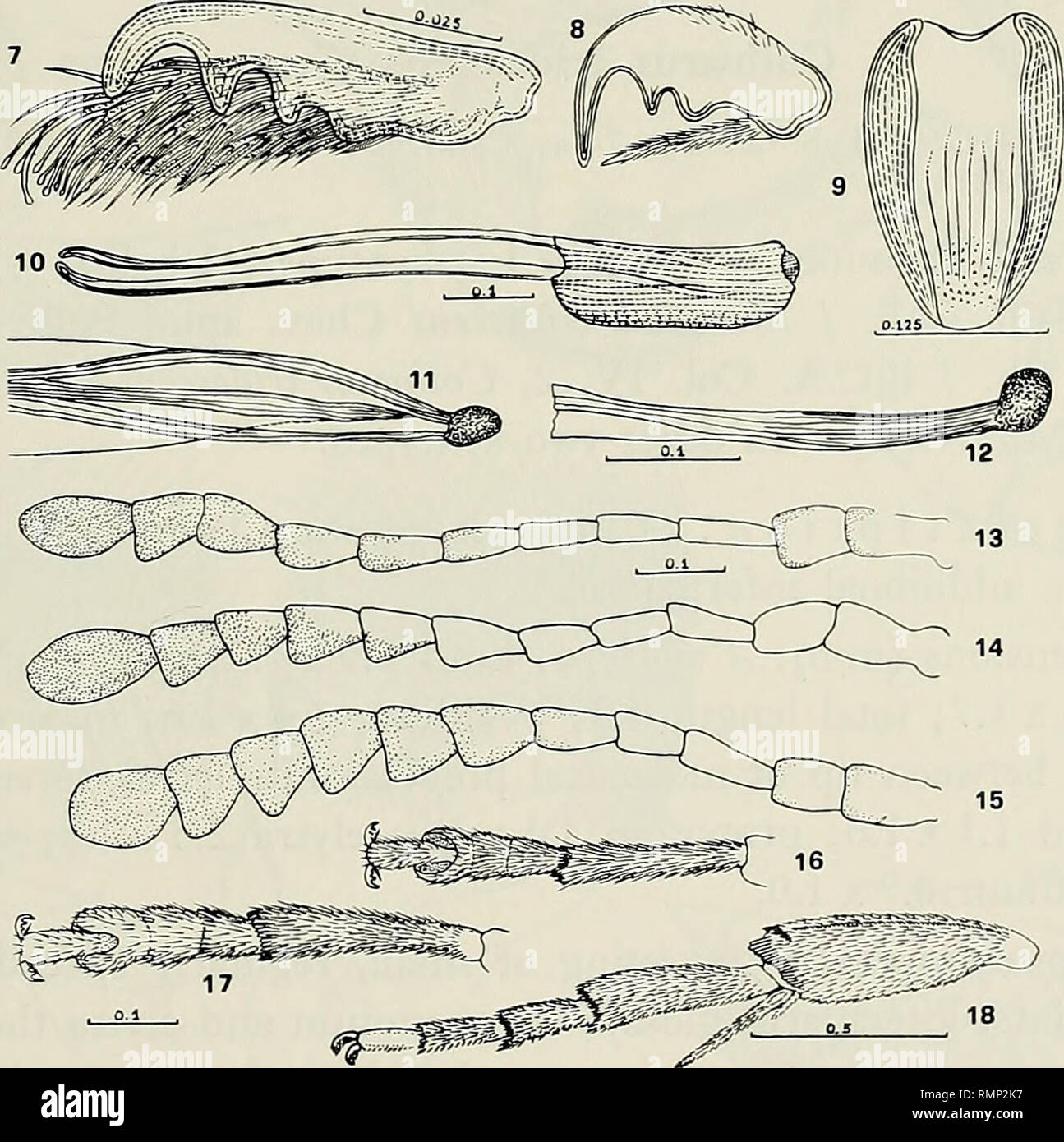 Dorsal ridges hi-res stock photography and images - Alamy