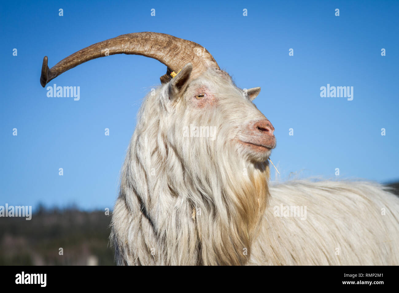 Domestic goat capra hircus male hi-res stock photography and images - Alamy
