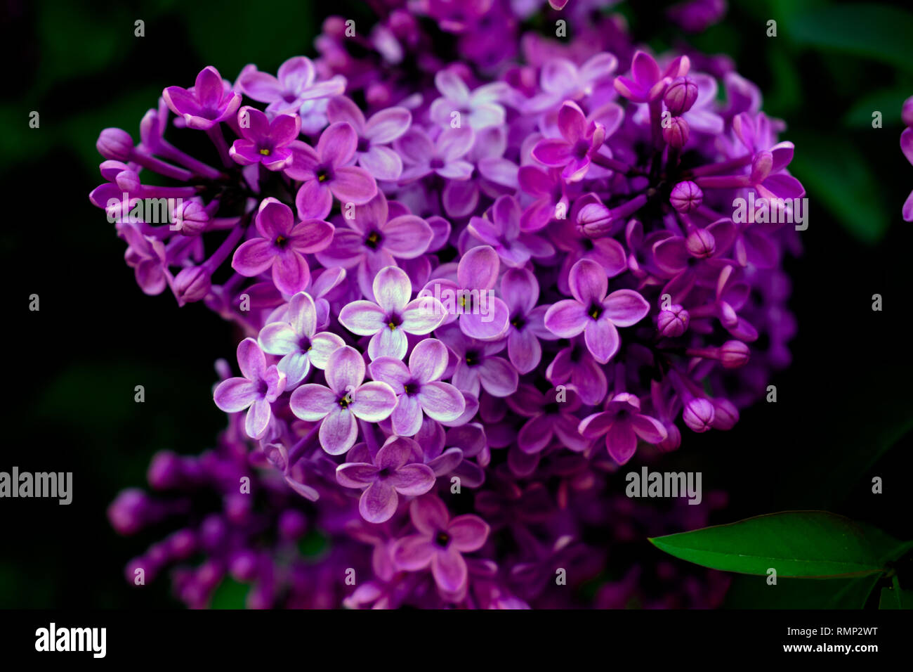 Liliac color hi-res stock photography and images - Alamy