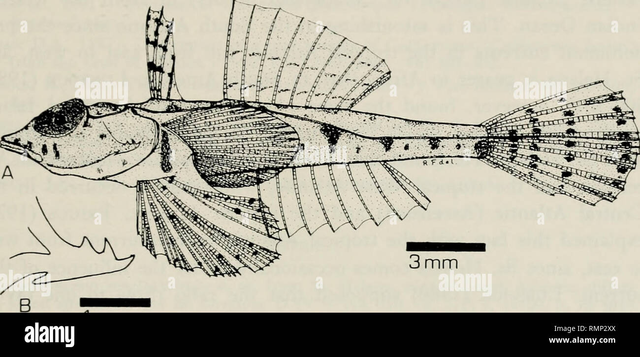 Preopercular spine hi-res stock photography and images - Alamy