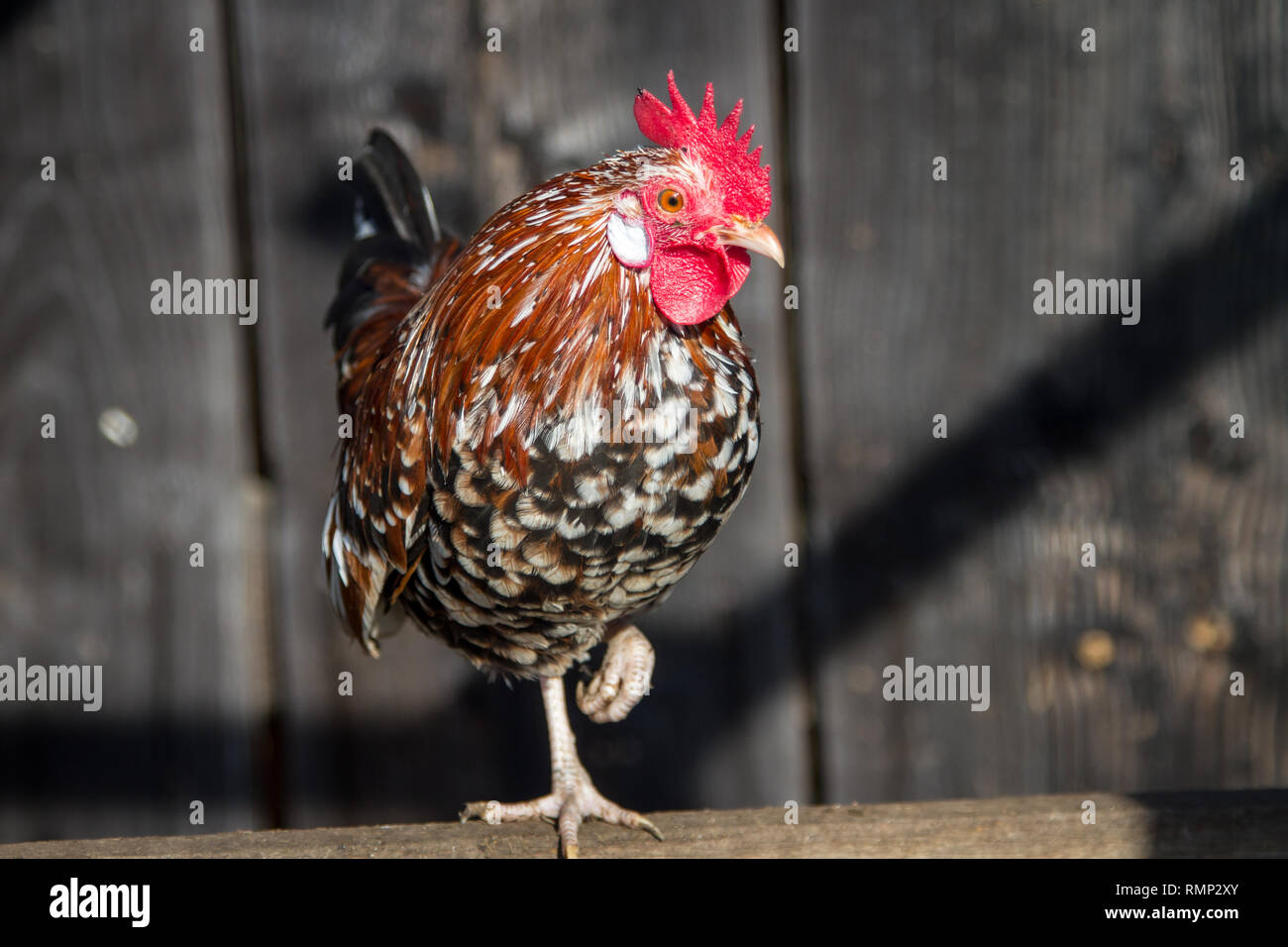 Stoapiperl / Steinhendl (Gallus gallus domesticus), a critically ...