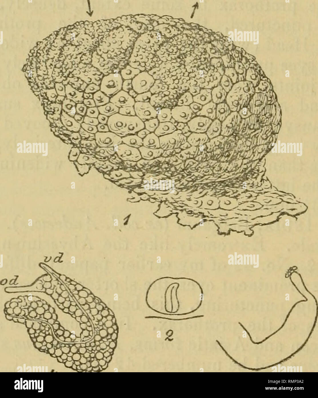 . The Annals and magazine of natural history; zoology, botany, and ...