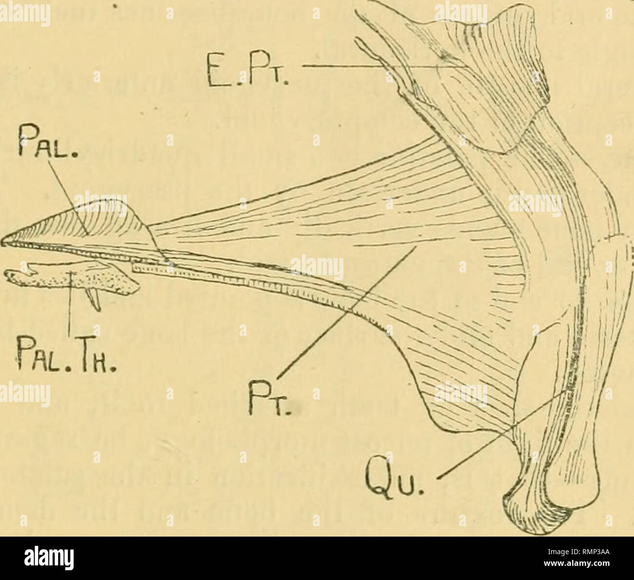 . The Annals and magazine of natural history; zoology, botany, and ...