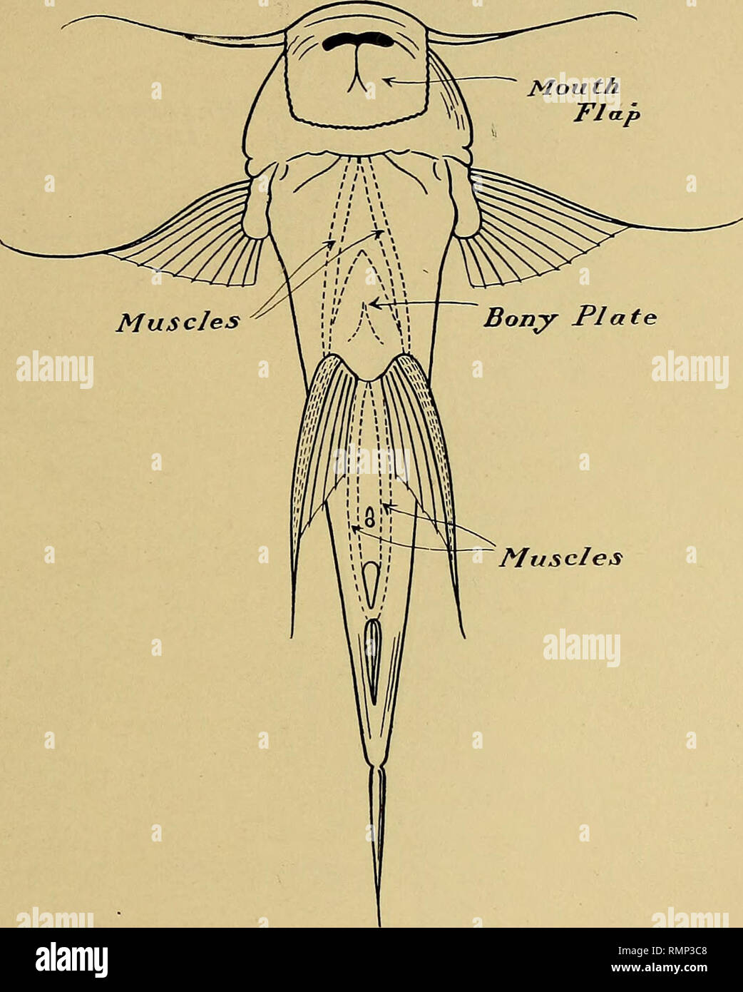 Anchoring mechanism hi-res stock photography and images - Alamy