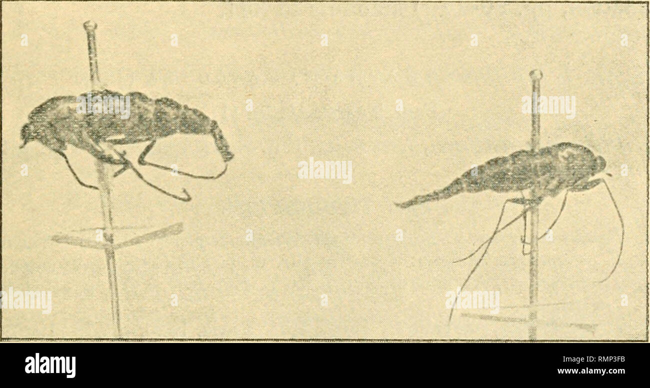 Vestigial wings hi-res stock photography and images - Alamy