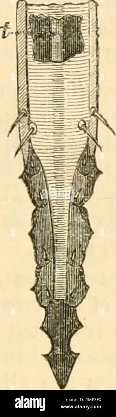 Ophideres imperator hi-res stock photography and images - Alamy