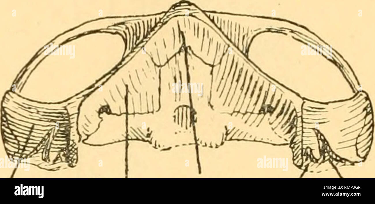 Stapes size hi-res stock photography and images - Alamy