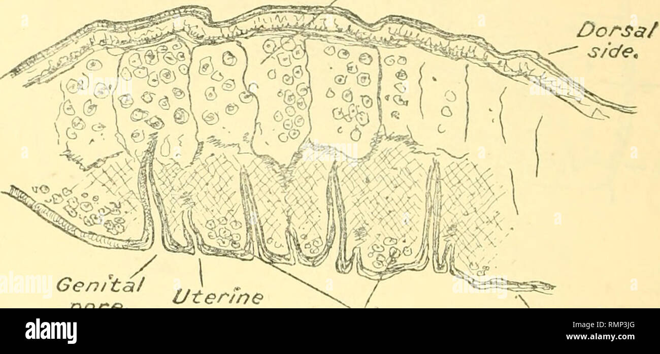 . The Annals and magazine of natural history; zoology, botany, and ...