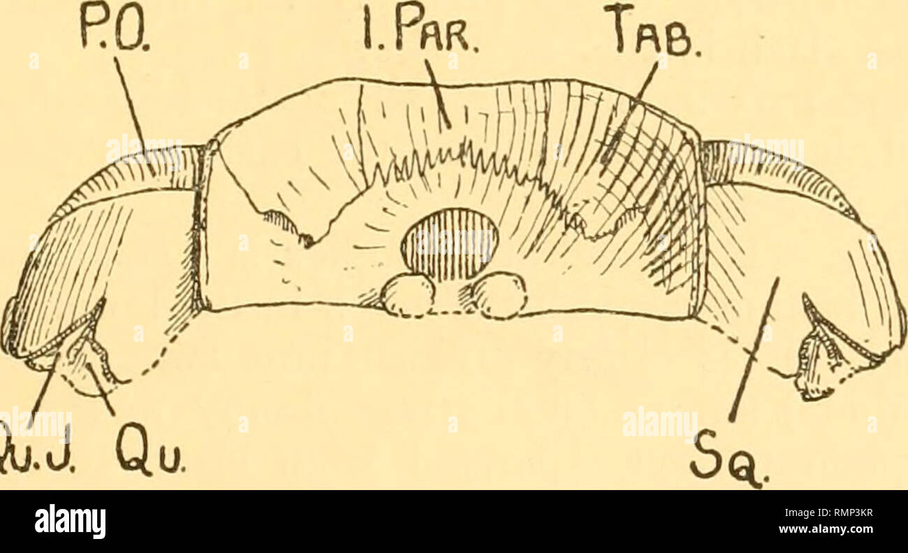 . The Annals and magazine of natural history; zoology, botany, and ...