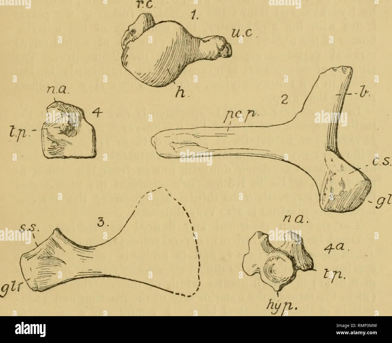 4 cervi hi-res stock photography and images - Alamy