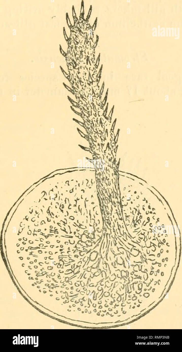 Placoid scale hi-res stock photography and images - Alamy