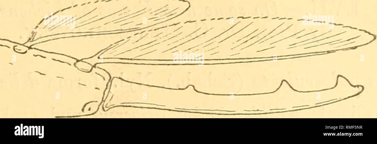 Dorsal view of the right foot hi-res stock photography and images - Alamy