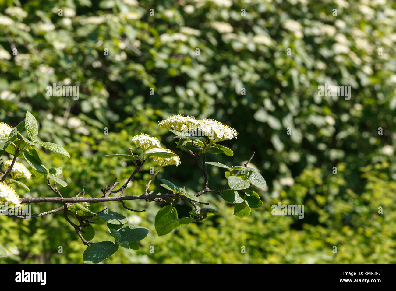 Wayfarer or wayfaring tree hi-res stock photography and images - Alamy