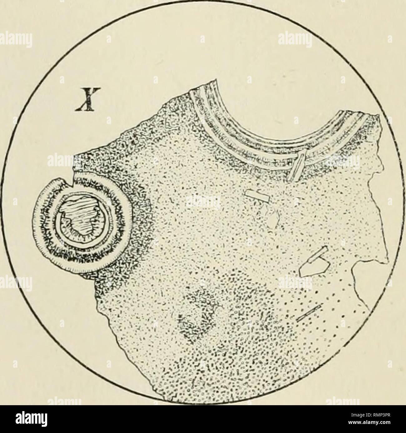Ophitic texture hi-res stock photography and images - Alamy
