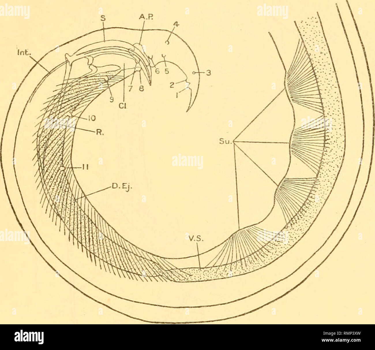 . The Annals and magazine of natural history; zoology, botany, and ...